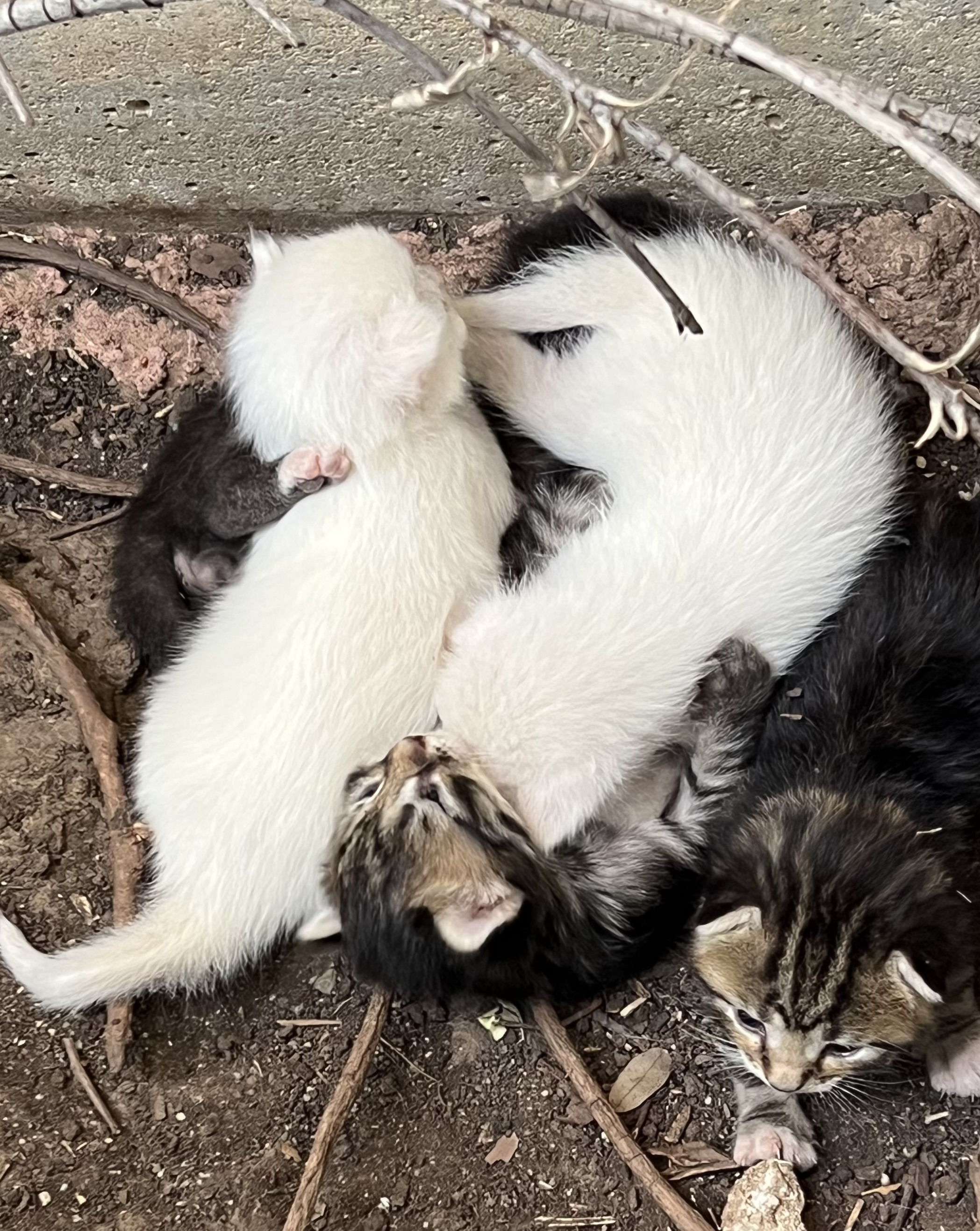 Cunning Kitty Cats – Story Mill Ranch